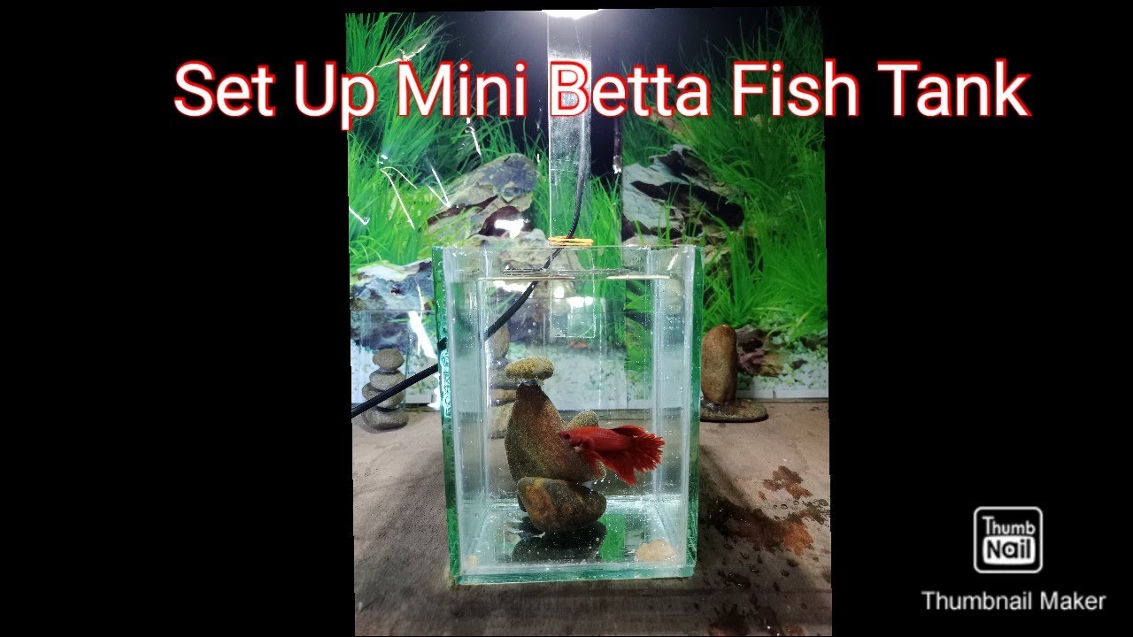 Mini Betta Fish Tank set up - YouTube
