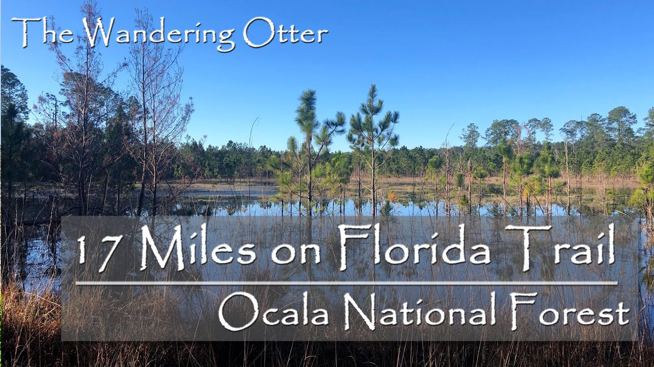 Florida Trail Hike - Ocala National Forest - YouTube