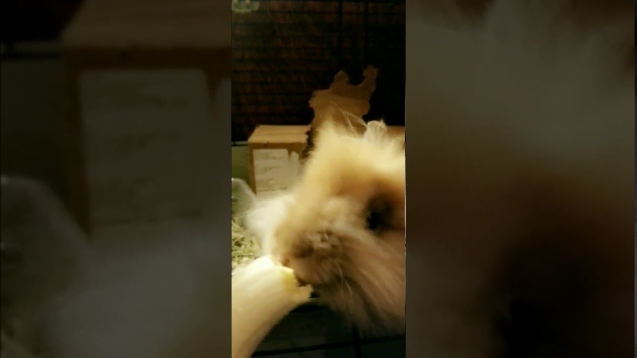 Rabbit eating banana - YouTube