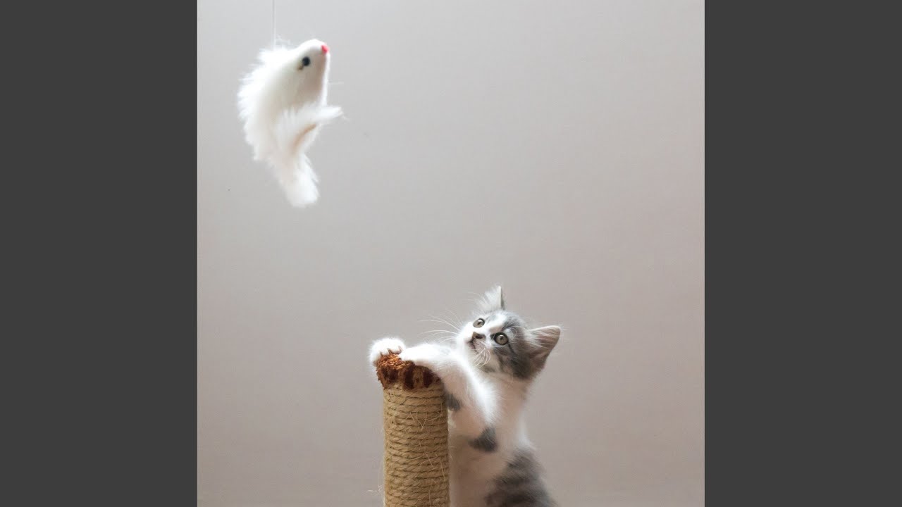 Sprightly Sleeping Cat Zone - YouTube