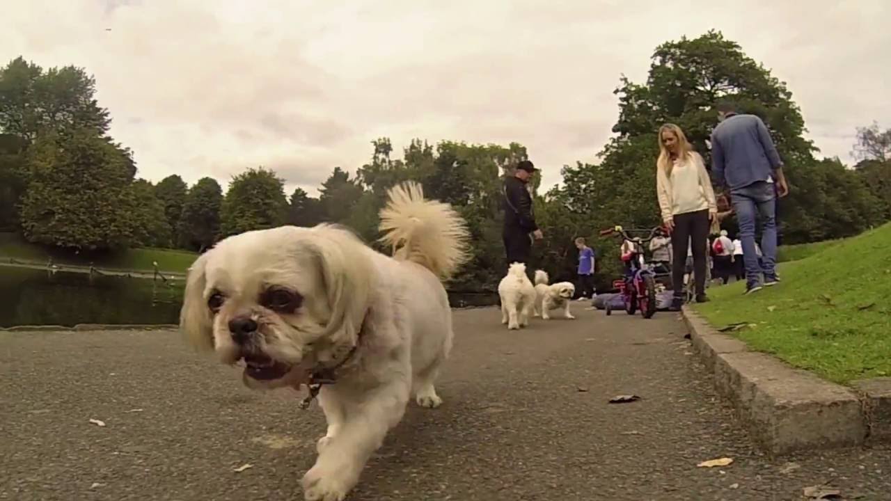 Liverpool's Finest Dog Walking Service - Sefton Park Compilation - YouTube