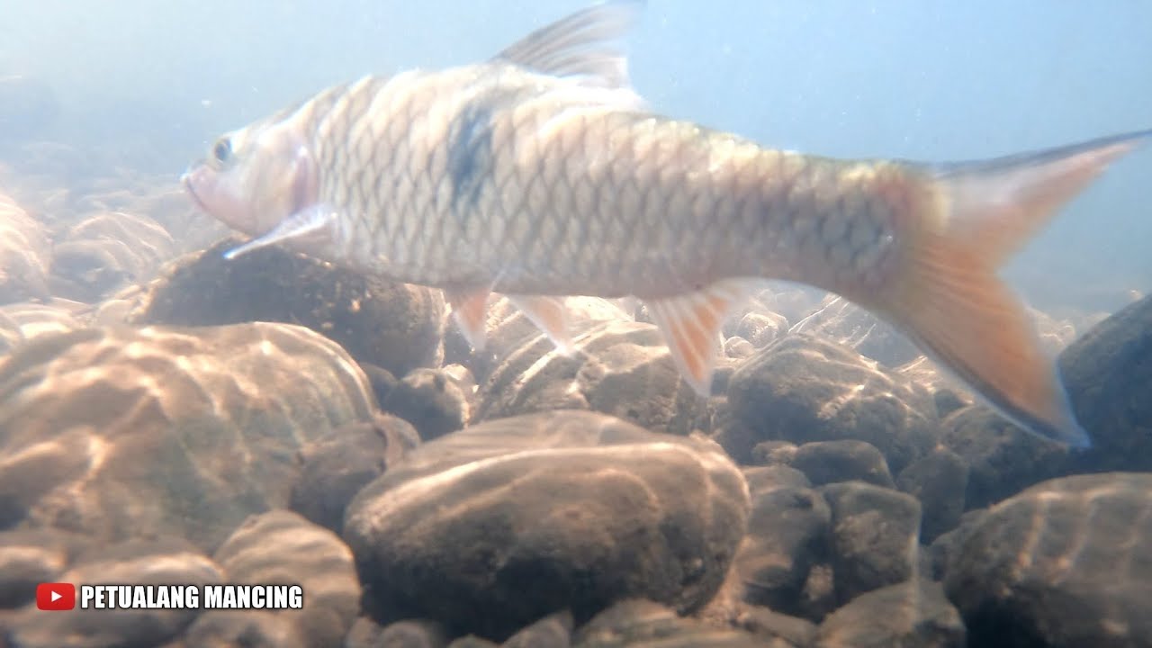 IKAN HAMPALA TERLIHAT JELAS || CASTING DI SUNGAI AIR BENING - YouTube