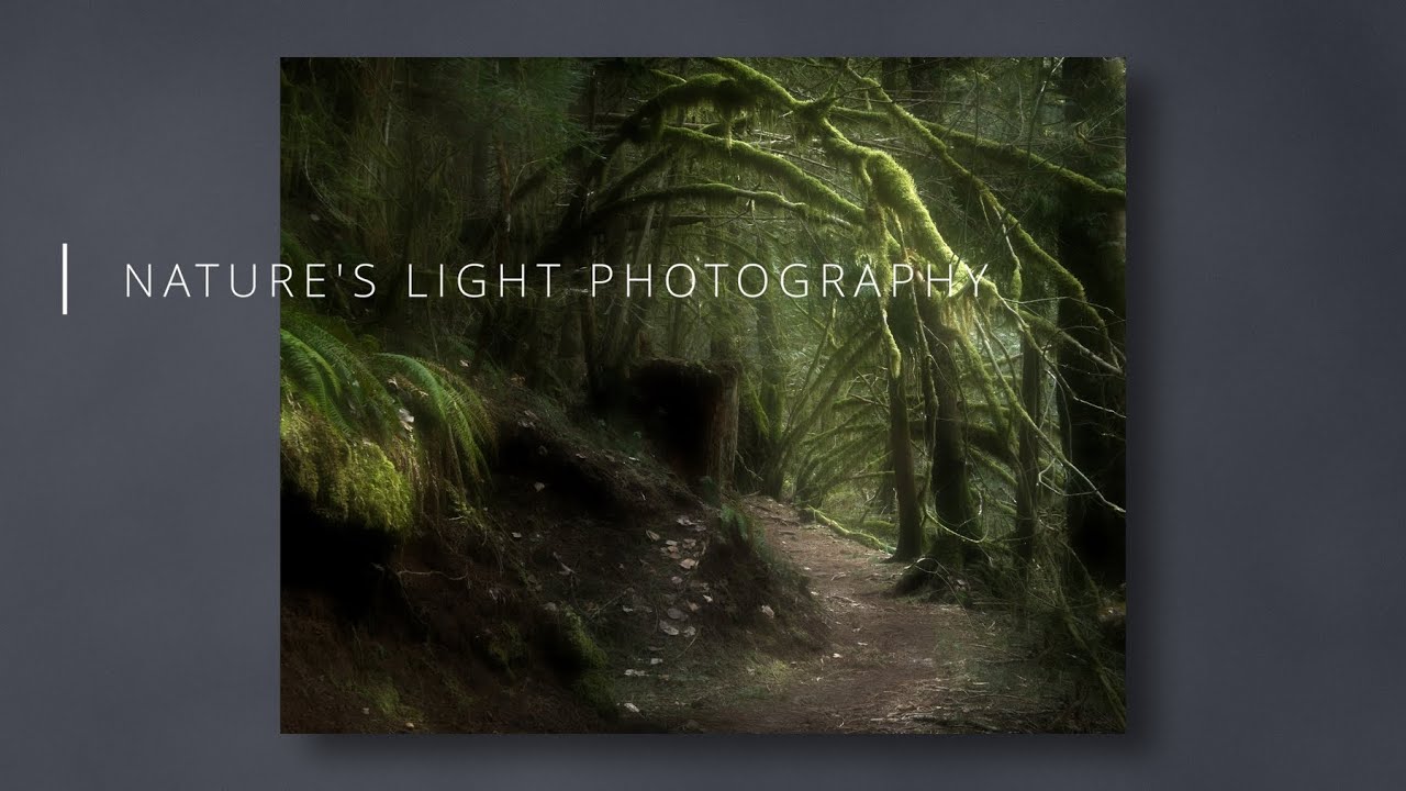 30 Forest Images | Woodland Photography with Classical Music - YouTube