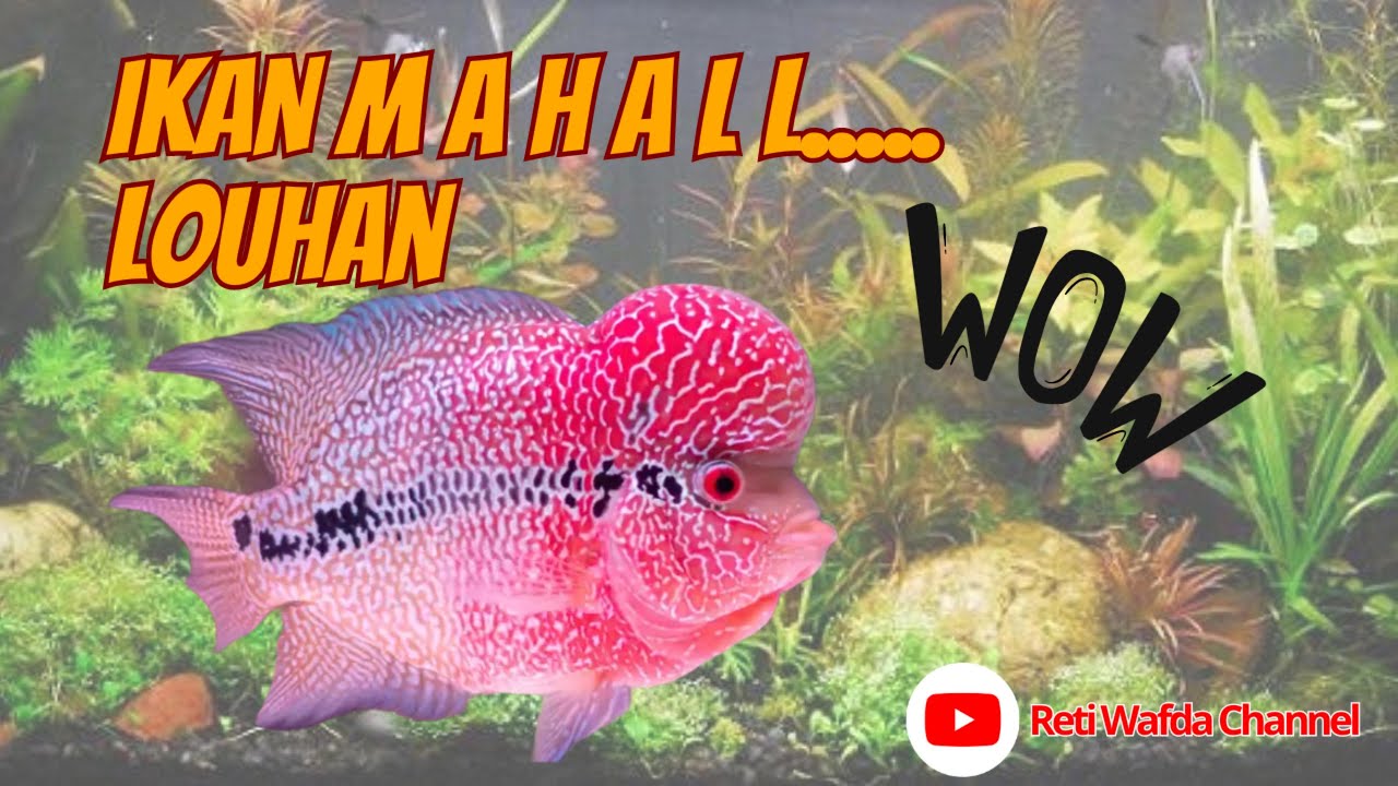 IKAN HIAS MAHAL... IKAN LOUHAN - YouTube