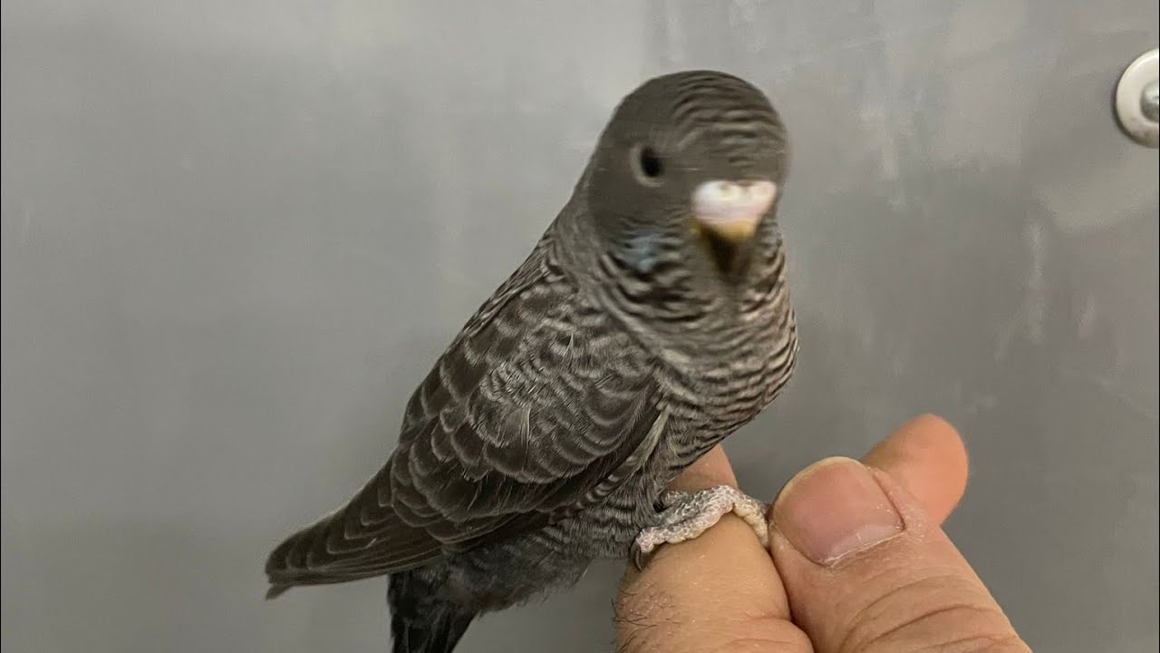 Schwarze Wellensittiche