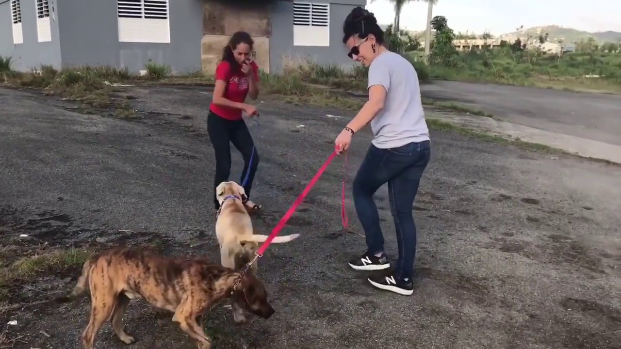 Stray Dogs Ask Rescuers for Food in Puerto Rico - YouTube