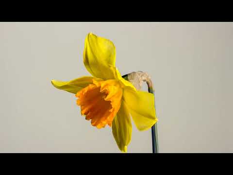 Daffodil - Nergis