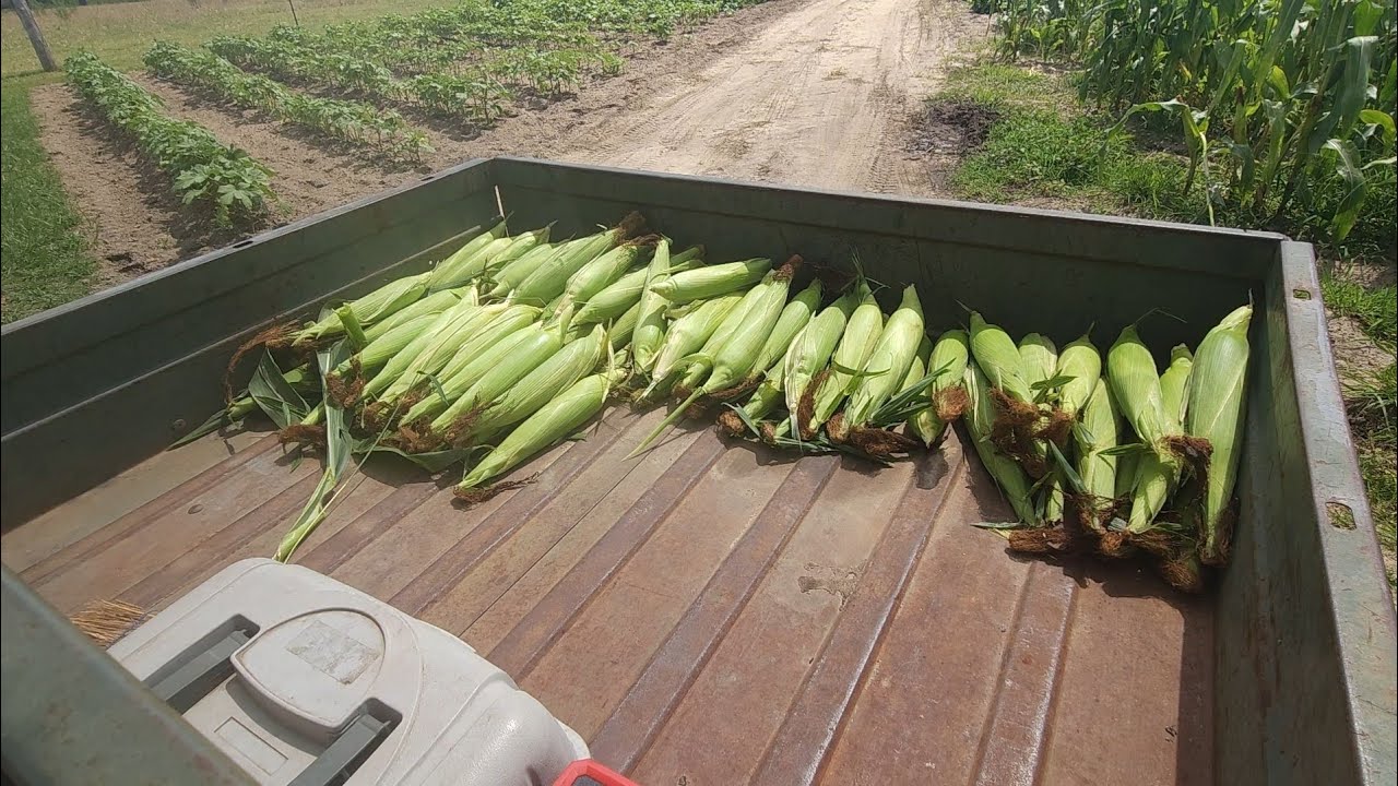 Silver king sweet corn harvest! - YouTube