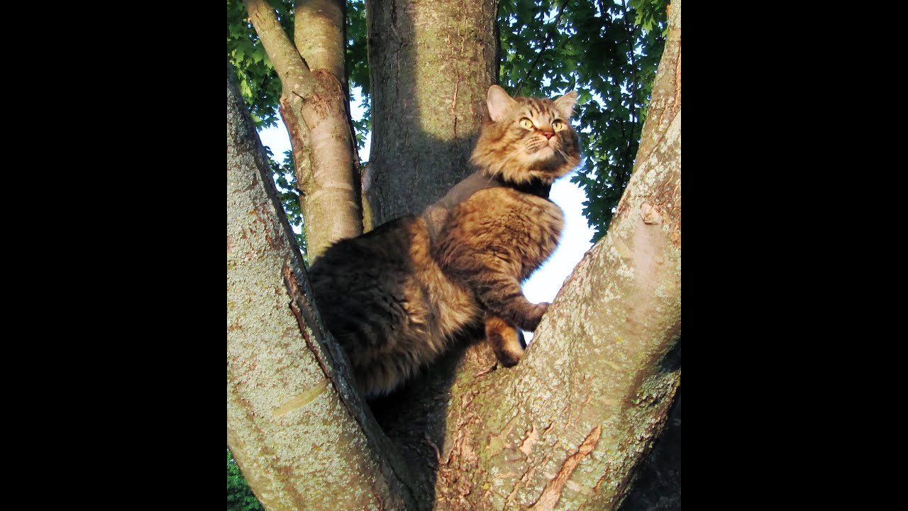 Majestic Norwegian Forest Cat (Purrnicus) perched in a tree during ...
