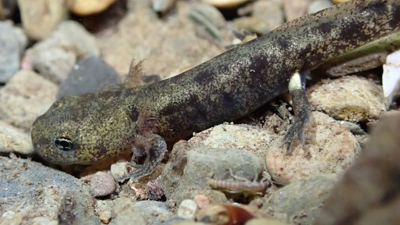 Vuursalamander/Fire salamander (Salamandra salamandra) Larve/Larvae ...