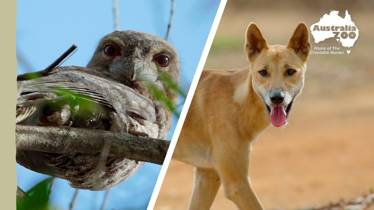 The magic of the Steve Irwin Wildlife Reserve | Wildlife Warriors ...