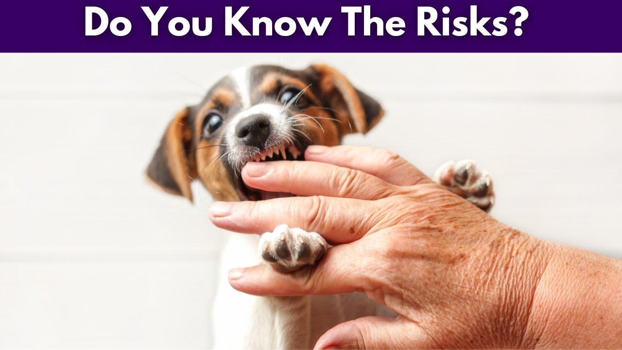 S2:E2 What Risks Should You Consider In Animal-Assisted Therapy? - YouTube