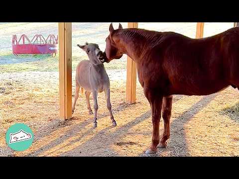 Naughty Donkey Riles Up His Horse Brother For Fun | Cuddle Buddies