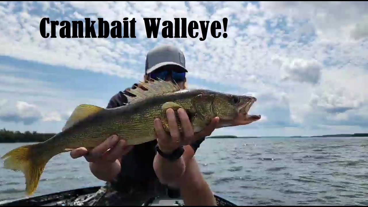 Crankbait Walleye on Walleye Wednesday! (Live Fishing Highlight) - YouTube