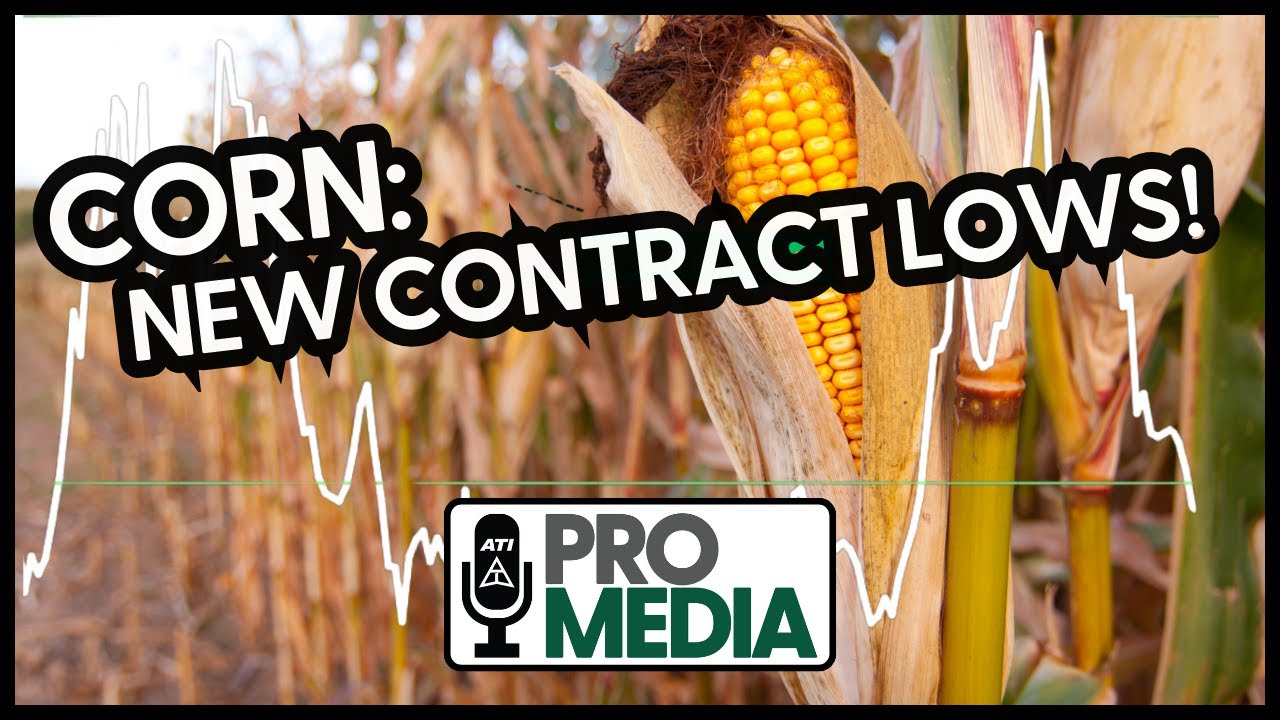 CORN New Contract Lows! - YouTube