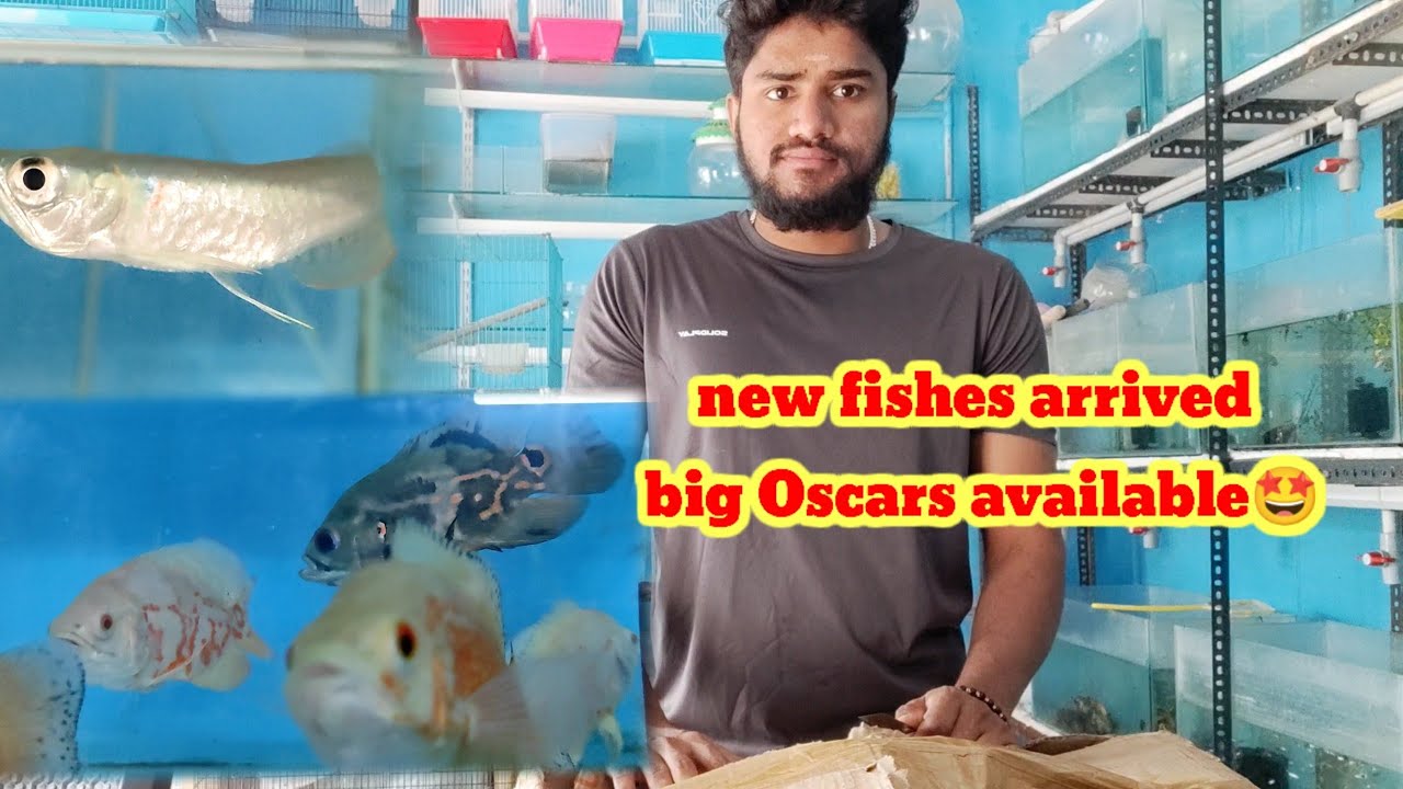 big size oscar red chily and Albion tigar available 🤩 polar white and ...