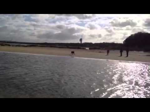 Dobbie on the beach chasing birds - YouTube