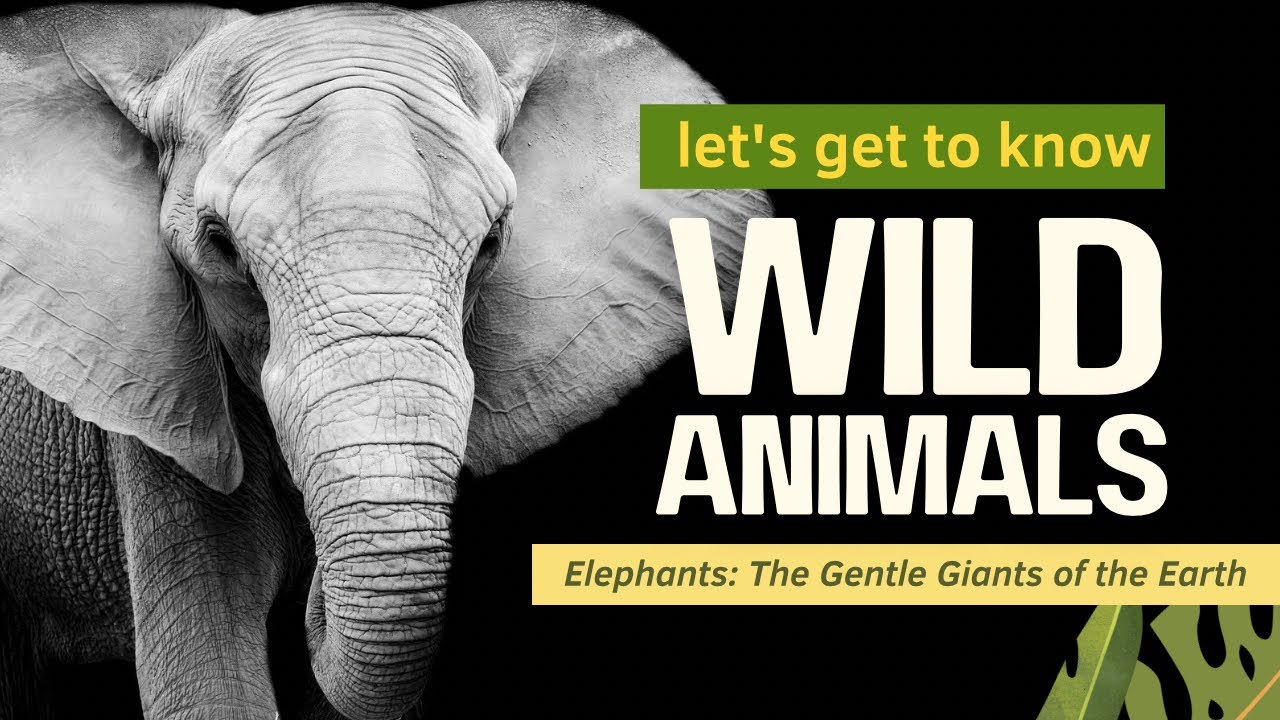 Elephants: The Gentle Giants of the Earth - YouTube