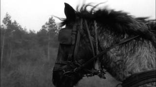 The Turin Horse: O cavalo.