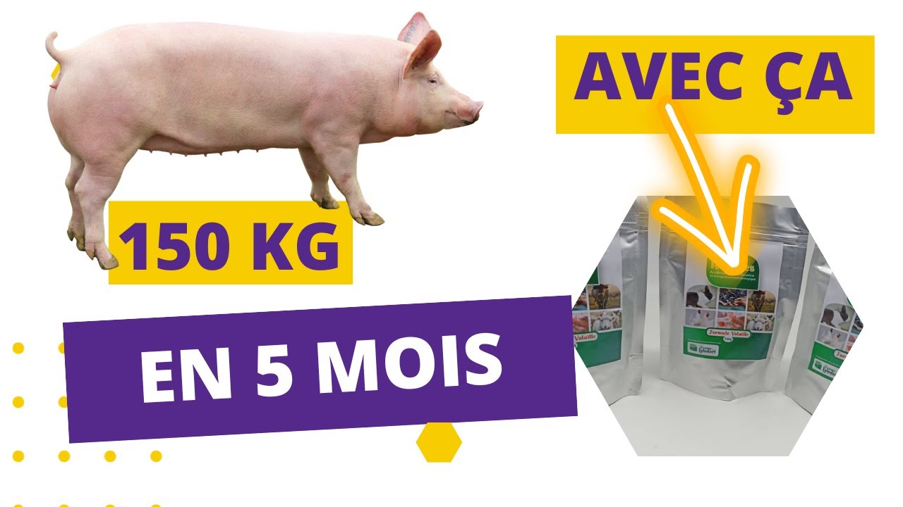 AUGMENTEZ LE POIDS DE VOS PORCS AVEC CE PRODUIT NATUTREL - YouTube