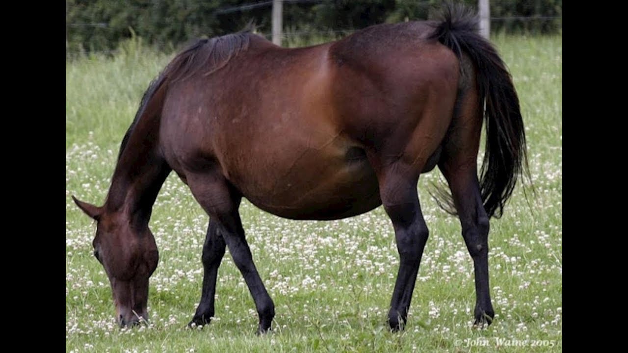 Quanto Tempo Dura a Prenhês de Uma Égua? - Curiosidades Equestres - YouTube