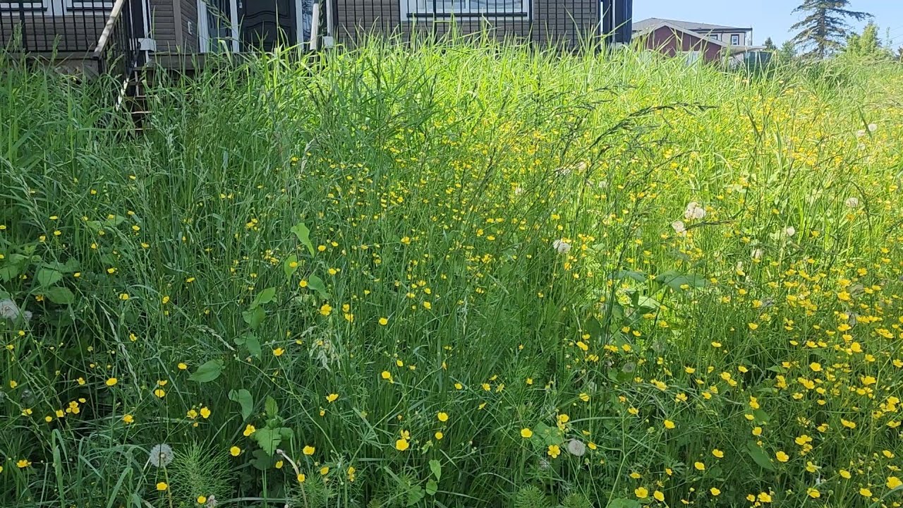 Free Amazing transformation of overgrown lawn, 7th free mowing, # ...