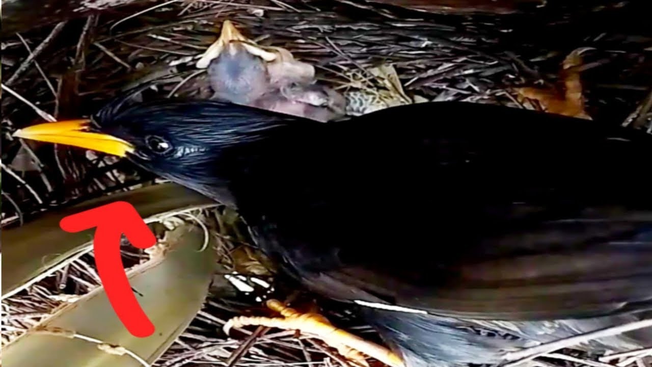 BIRD GREAT MYNA TAKE CARE OF THE BABY WHILE THE BABY IS SLEEPING#bird ...