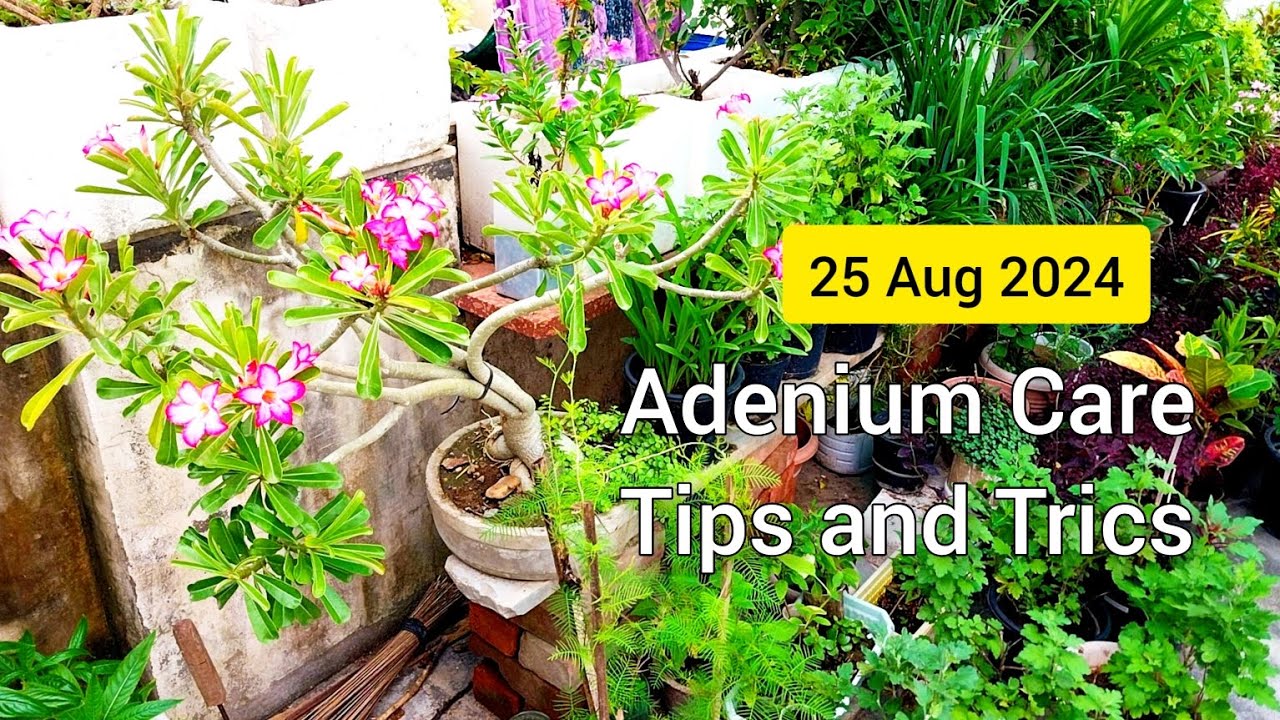 All about adenium plant care tips and tricks // Desert rose blooming ...