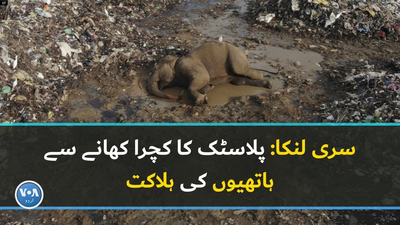 Elephants dying from eating plastic waste in Sri Lankan dump| VOA URDU ...