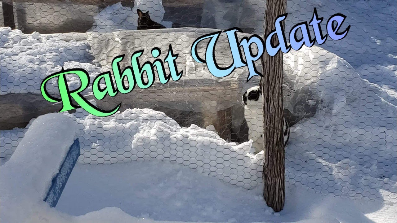 Quick Rabbit Pen Update While Its Bright Outside - YouTube