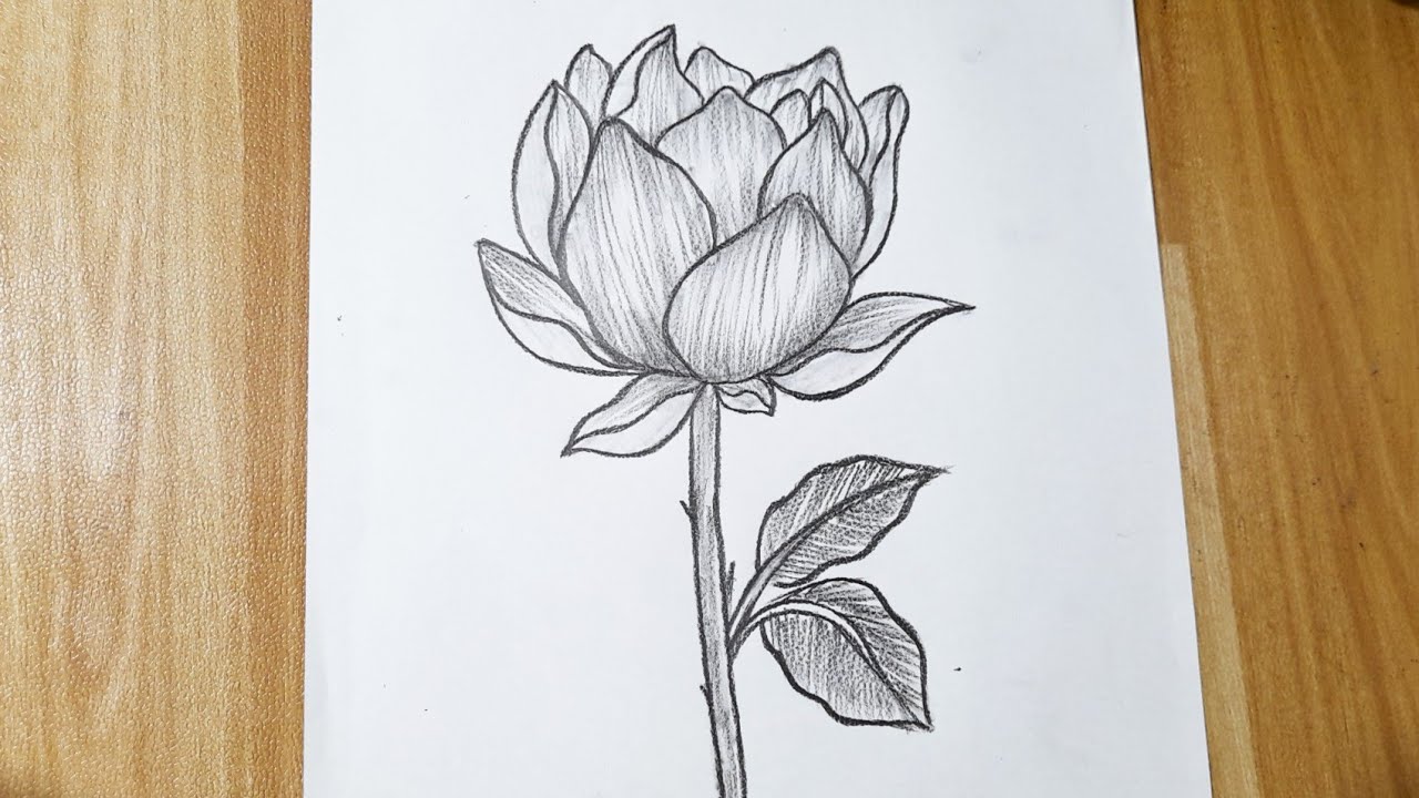 How to draw a flower easy step by step tutorial for beginners - YouTube