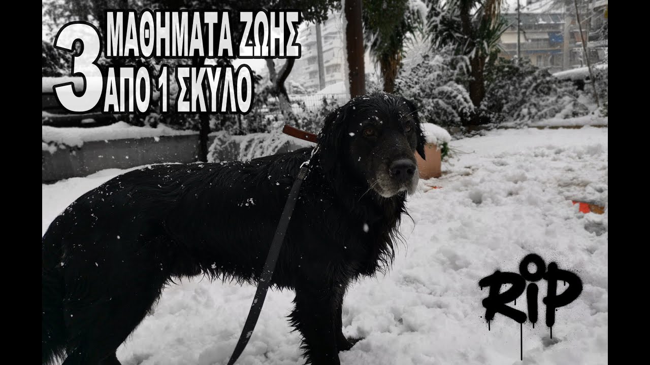 3 μαθήματα που μου έδωσε ο Σκύλος μου, πριν κοιμηθεί. #116 - YouTube