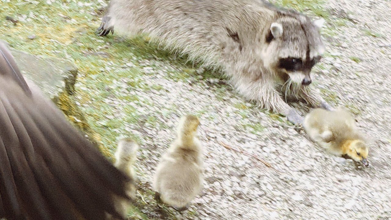 Raccoon Hunting Baby Gosling And Geese Attack - YouTube