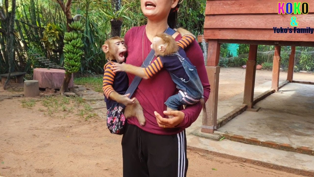 Cute Little BB Monkey Yoko Want To Bites With Brother Koko | Yoko ...