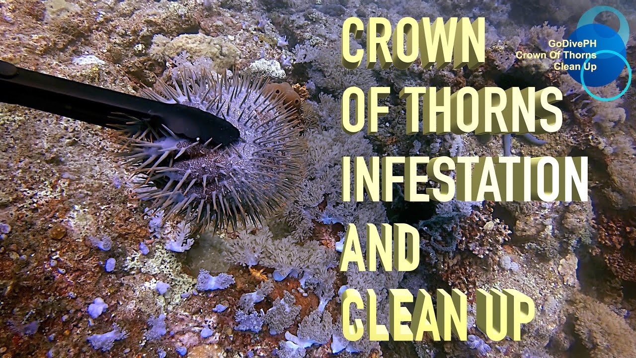 Crown-Of-Thorns Starfish (COTS) Outbreak and Clean-Up - YouTube