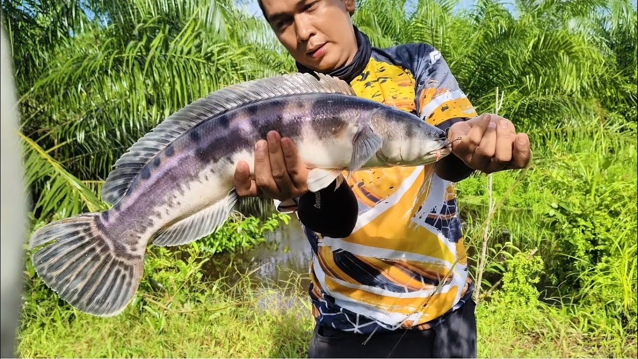 Mancing toman umpan daging ayam dicampur essence darah naga gacor 5 ...