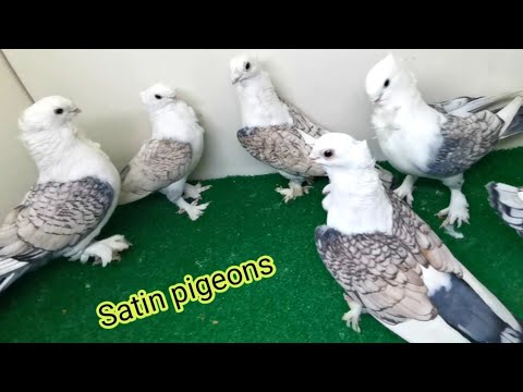 World Unique Satin Pigeons | Top Quality Fancy Pigeons Collection ...