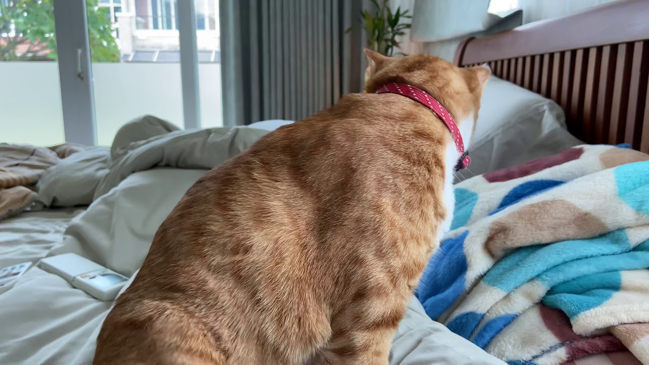 Morning Stephan - Orange cat [60fps] - YouTube