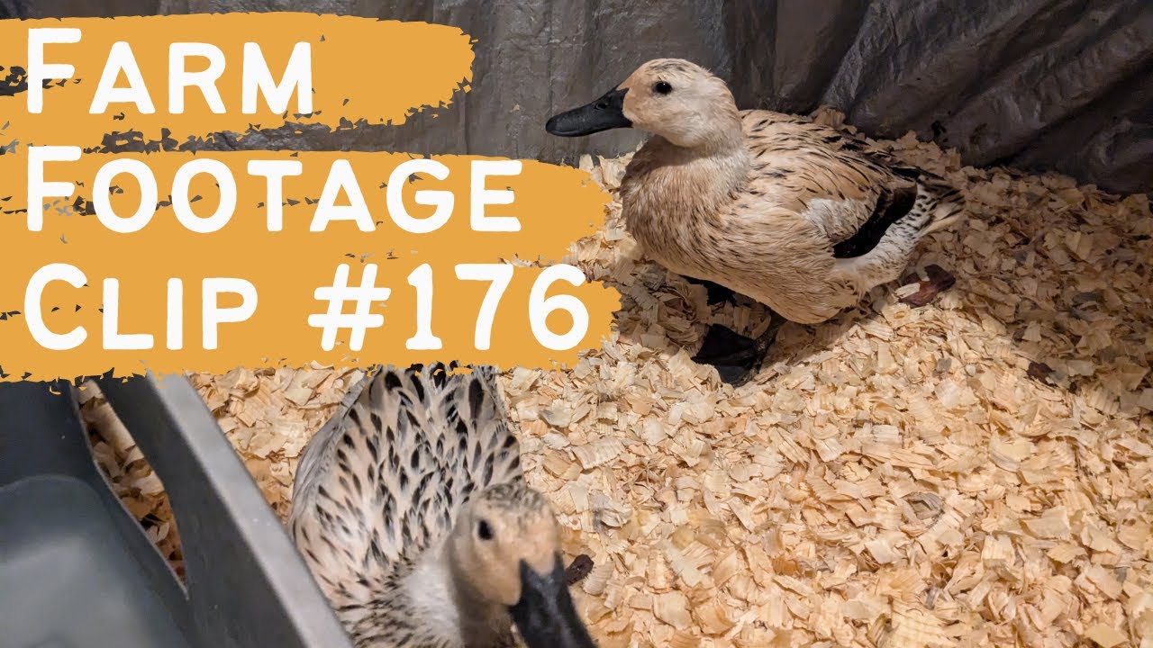 Farm Footage - Clip #176 - Wendy the Duck's Bumblefoot - YouTube