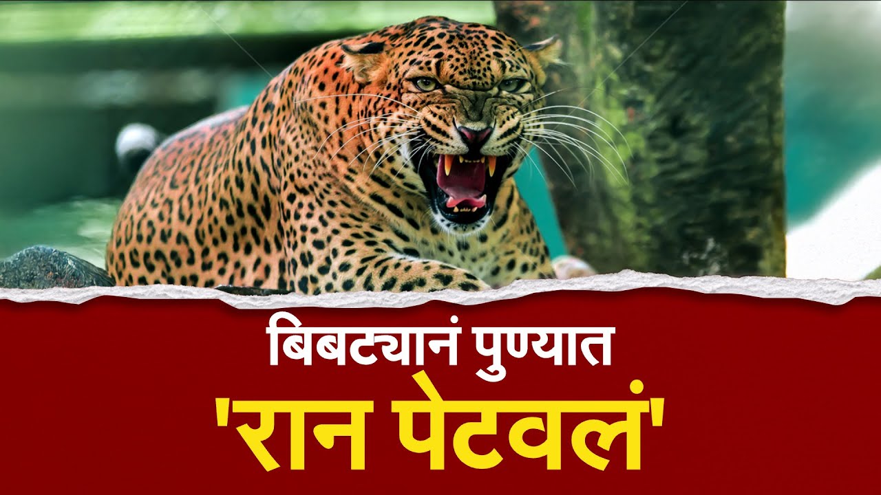 Special Report | Pune Bibtya | बिबट्याच्या हल्ल्यात मुलाचा बळी ...