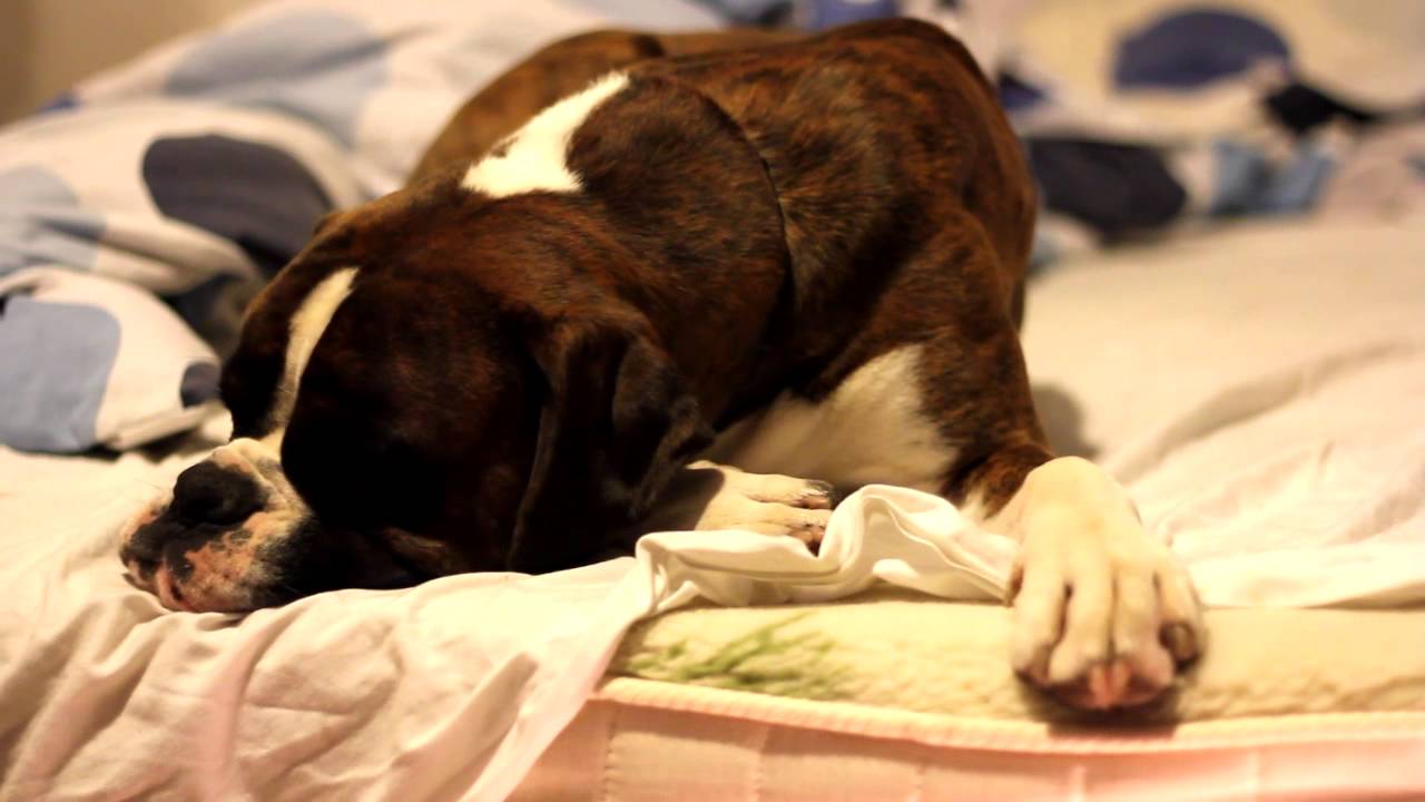 Sleeping Boxer - YouTube