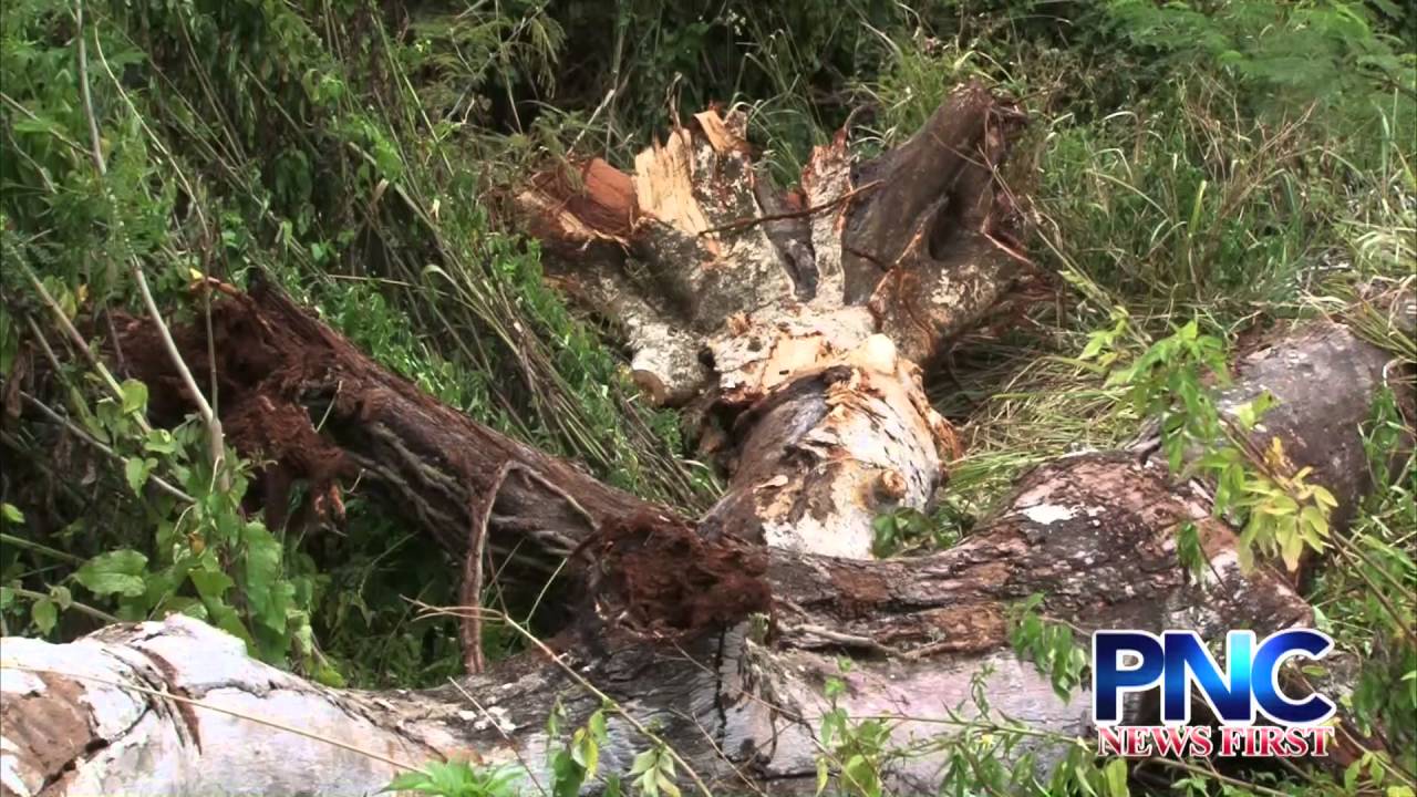 Man Arrested For Cutting Down Two Ifit Trees on Private Property With ...