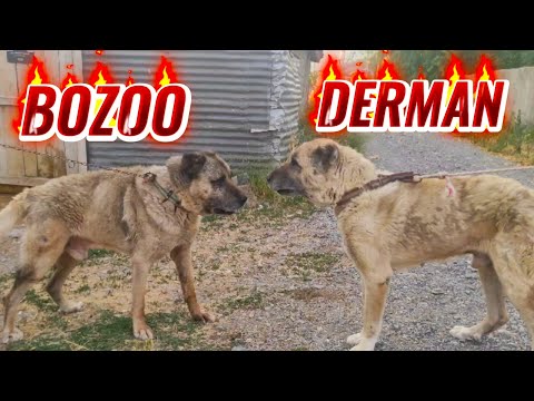 İKİ YAŞLI SAF KANGAL KARŞI KARŞIYA! DERMAN VE BOZOO ÜSTÜNLÜK YARIŞINDA 💪