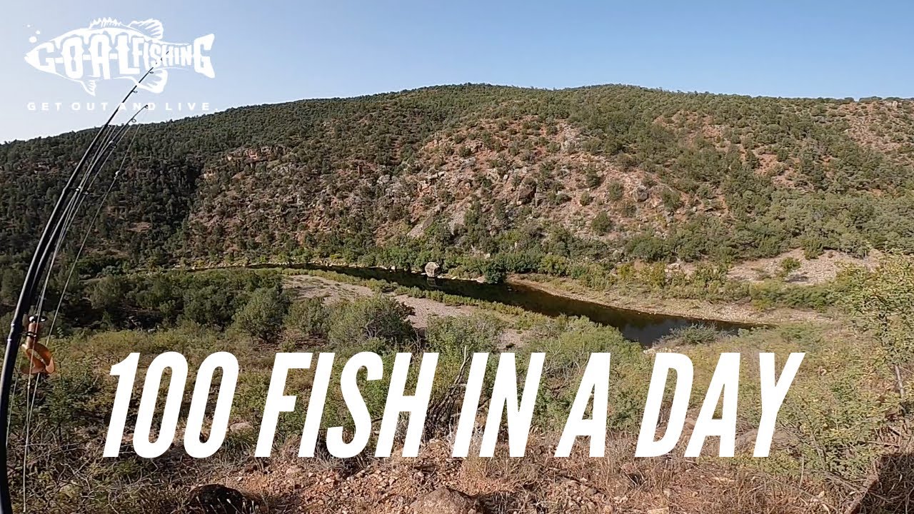 Catching Over ONE HUNDRED Fish In ONE Day - YouTube