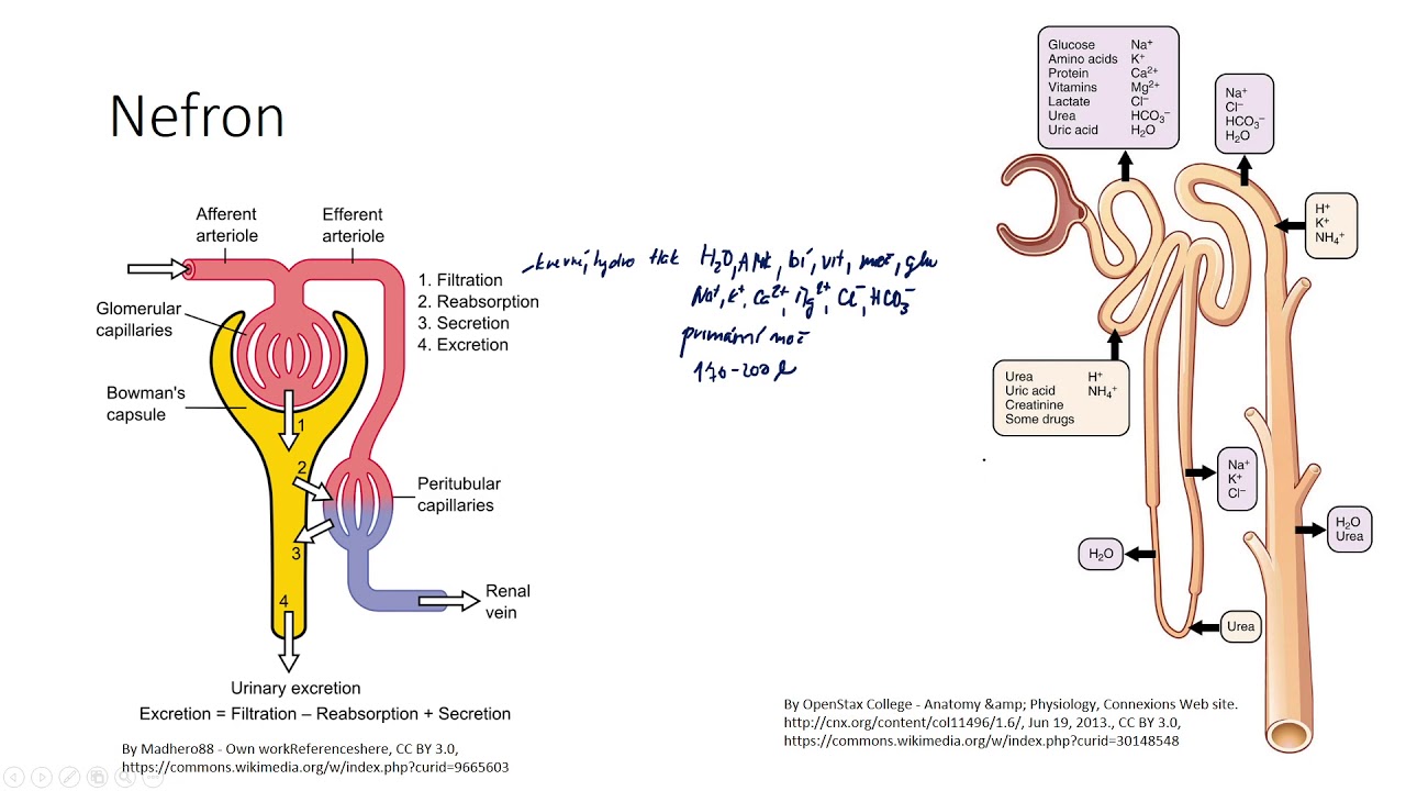 Vylučovací soustava II - nefron a tvorba moči - YouTube
