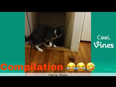 Funny Cat Dog Vines compilation😂😂😂 - YouTube