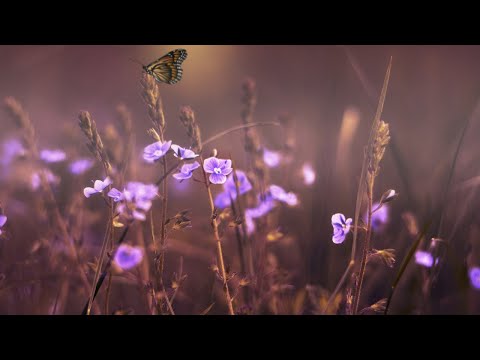 Nature WhatsApp Status Video 30 Seconds with Relaxing Music| Nature Love Song Background 2022|4K
