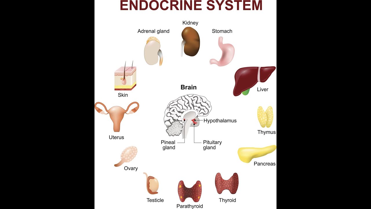 LEARNING BODY SYSTEMS AND TIPS for MEDICAL TERMINOLOGY - YouTube