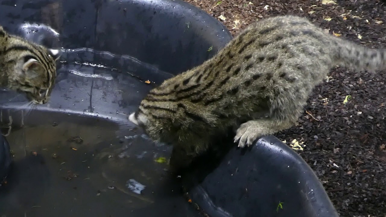 Fishcat Babies go fishing - YouTube