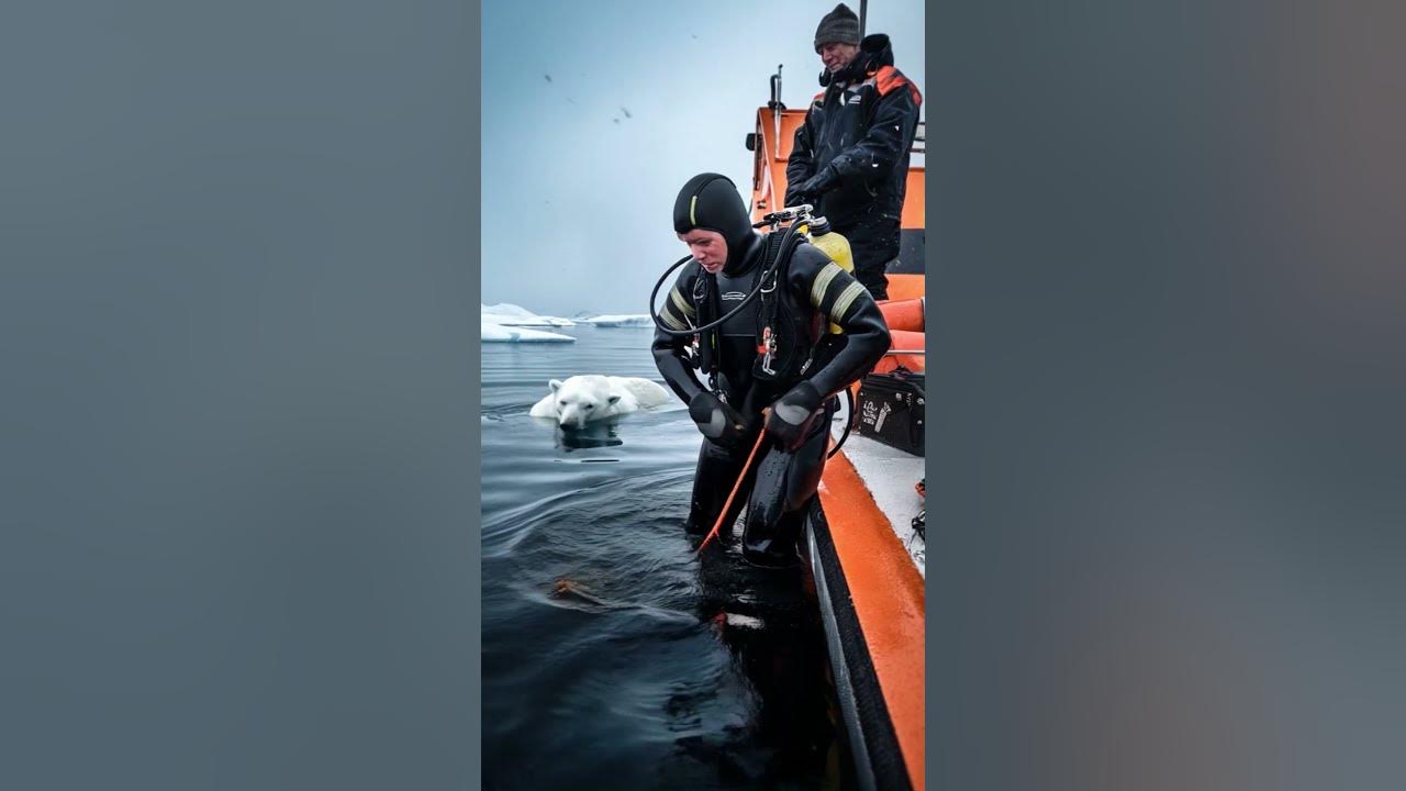 The touching rescue story of a polar bear in the Arctic Ocean. #polarbear - YouTube